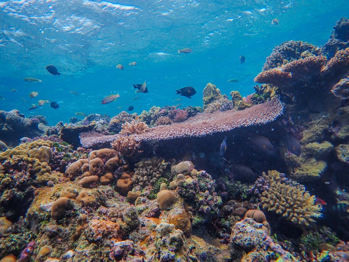 Scuba Diving Saudi Arabia: Farasan Banks Experience