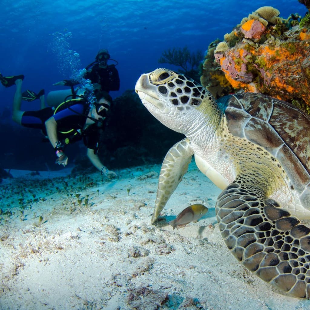 Top 5 Dive Centers in Zanzibar for Scuba Diving